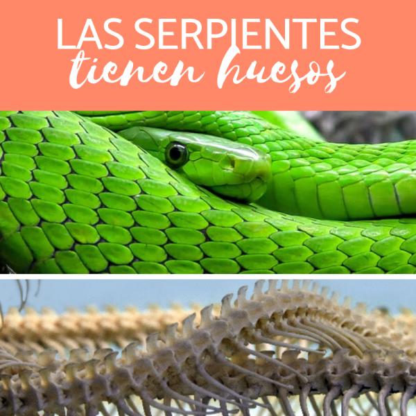 Anatomía De Las Serpientes Modelo De Hueso De Esqueleto De Serpiente