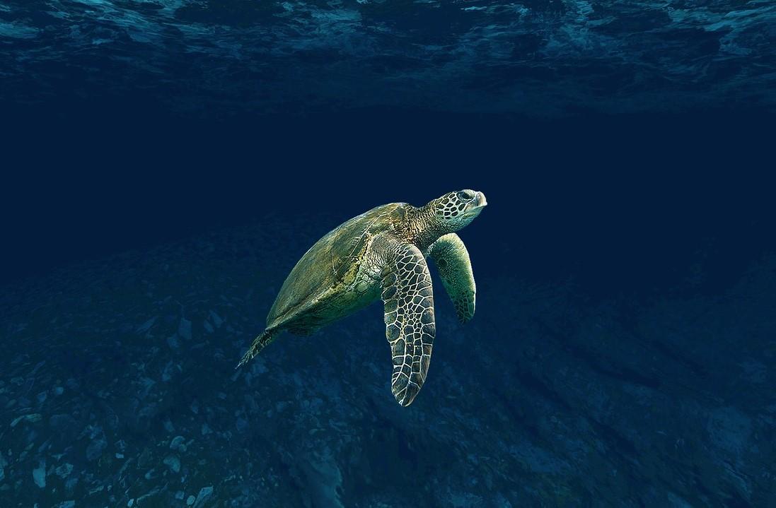 Animales con CAPARAZÓN + 30 Ejemplos, Nombres y FOTOS