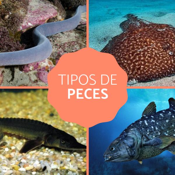 Diferentes Tipos De Peces