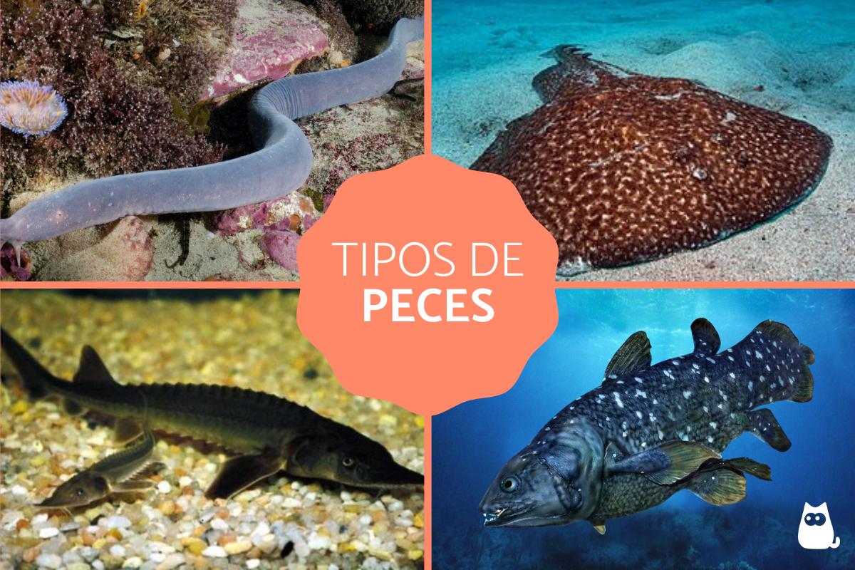 Tipos de peces - Clasificación, características y ejemplos con FOTOS