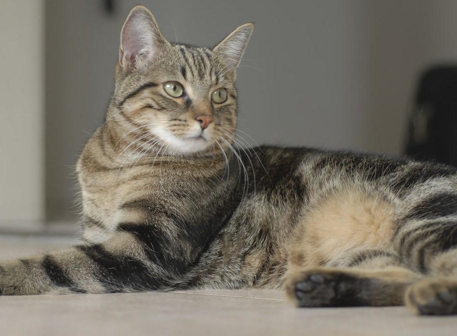 +10 RAZAS de GATOS ATIGRADOS