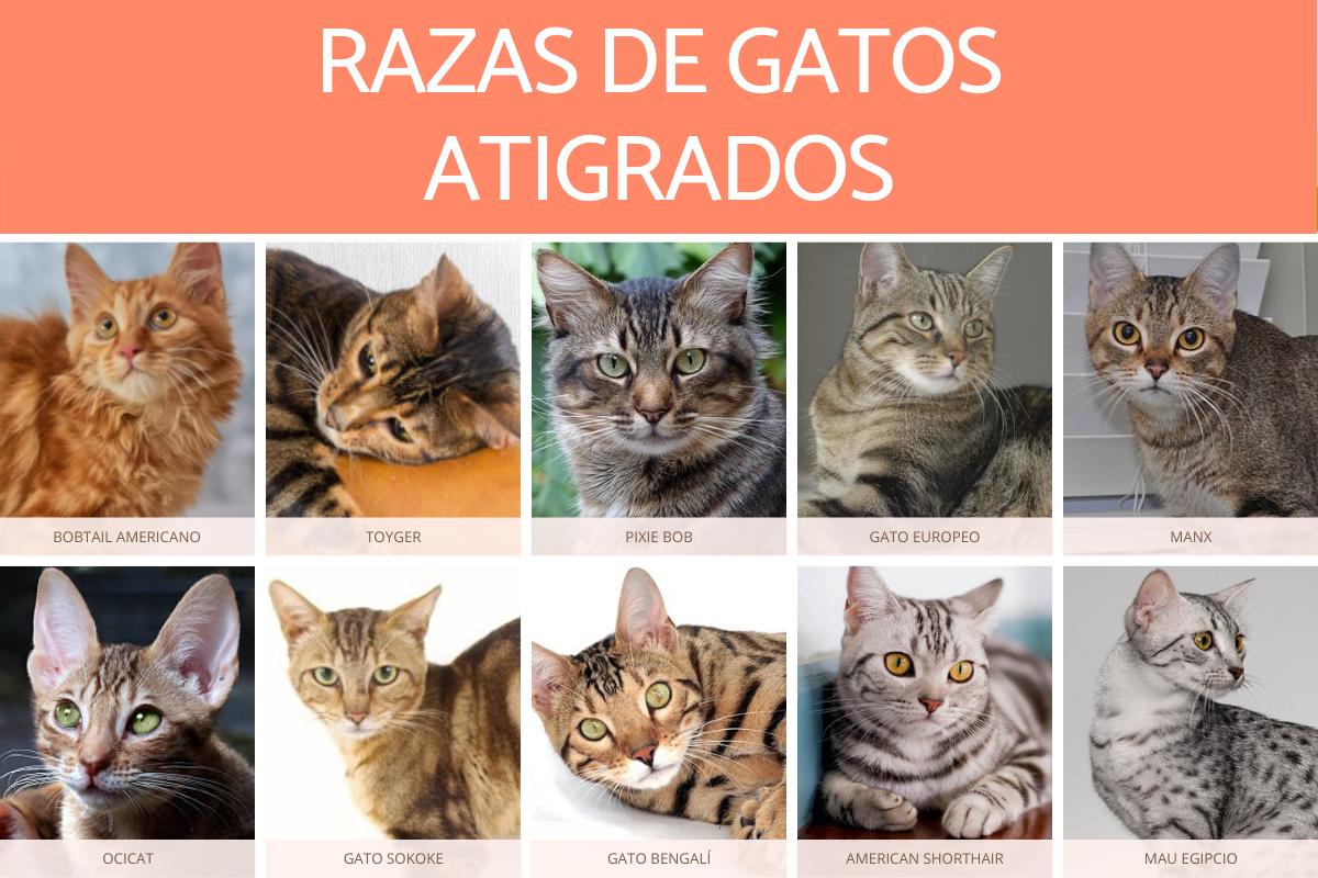 +10 RAZAS de GATOS ATIGRADOS