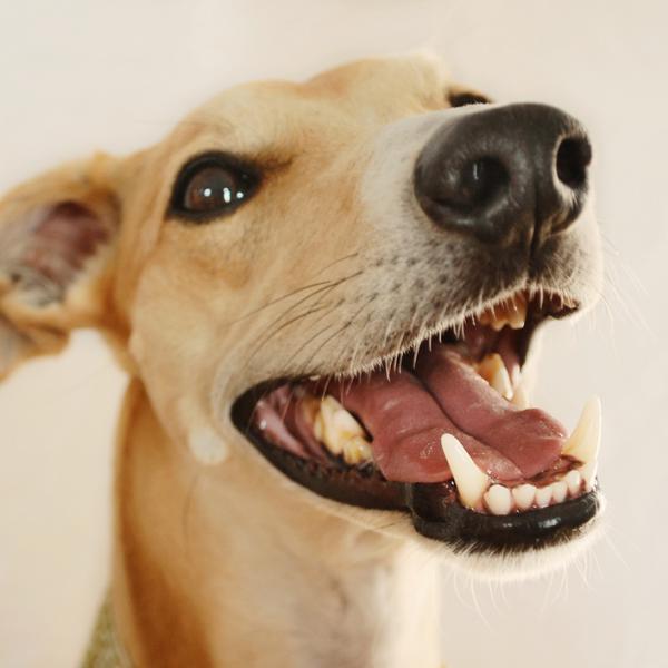 Estructura De Los Dientes De Los Carnívoros ¿Qué Son Los Dientes?