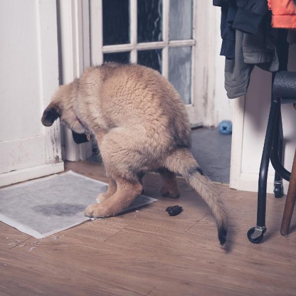 Por Qué Mi Perro Hace Caca En La Alfombra