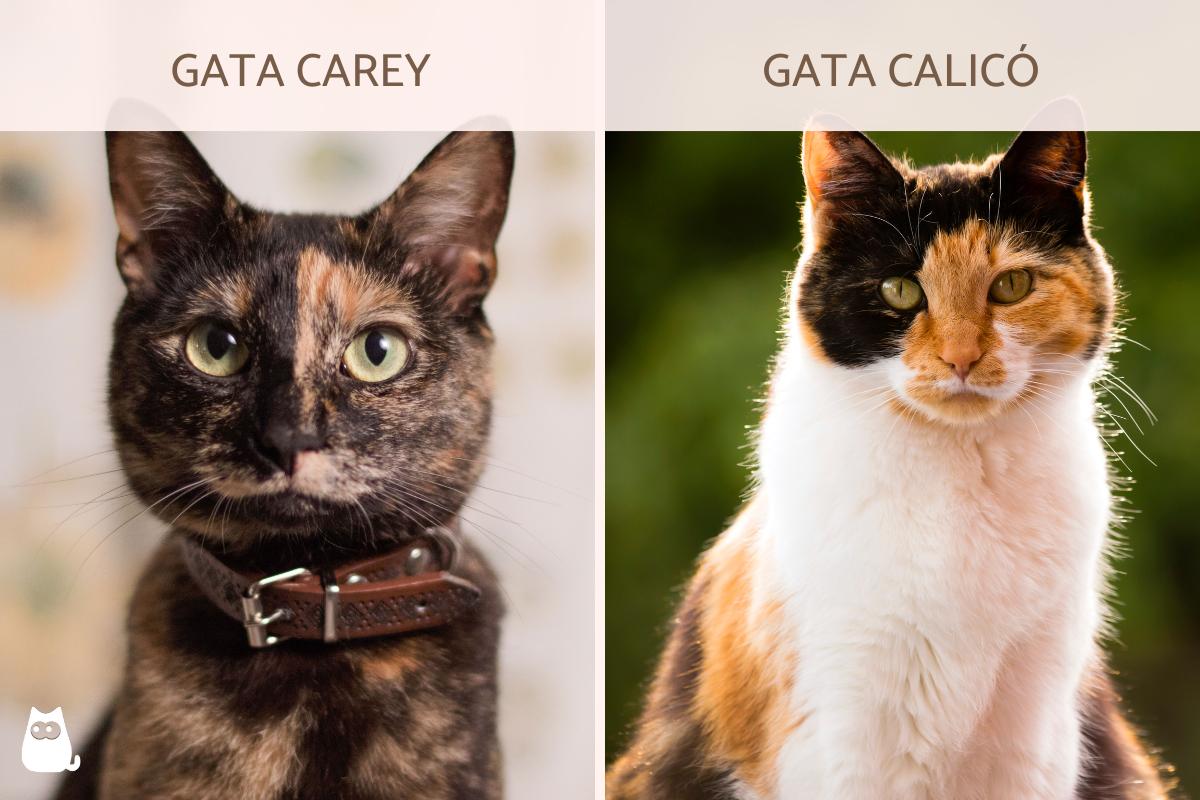 Gatos calicó: SIGNIFICADO, PERSONALIDAD y LEYENDA