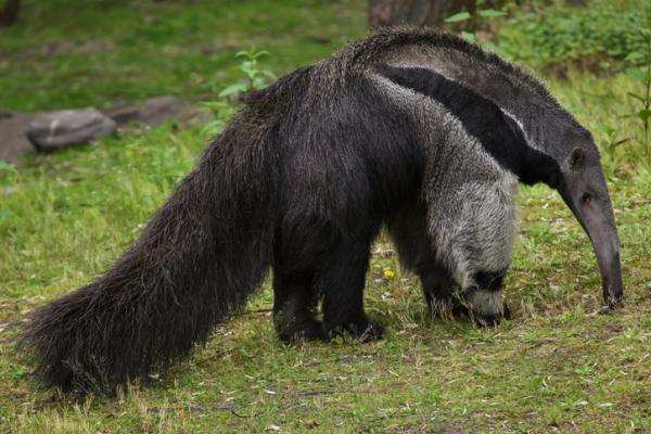 30 Animales Del Amazonas Lista Con Nombres Y Fotos