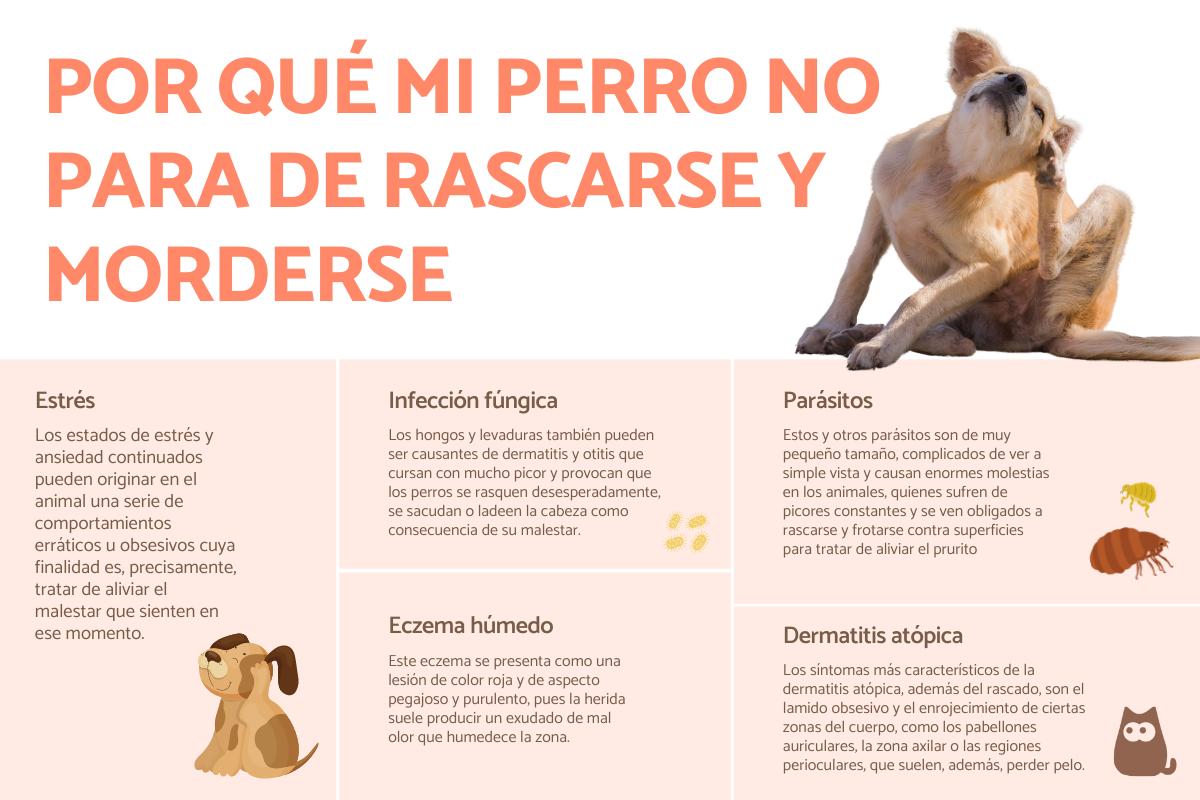 Mi perro no para de rascarse y morderse - Causas y qué hacer