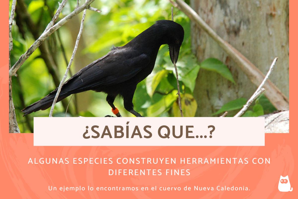 15 Curiosidades de las aves que te sorprenderán