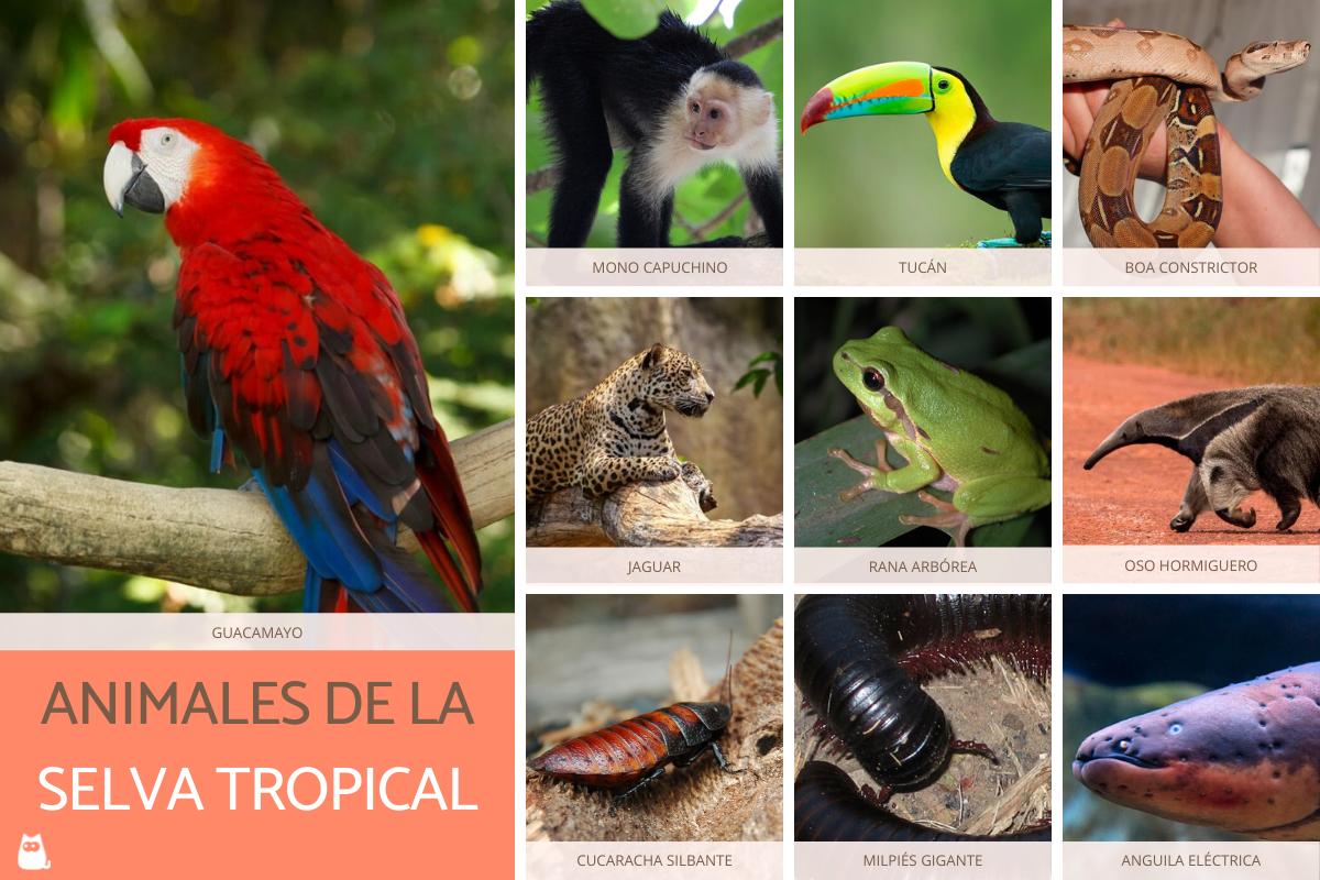 +70 animales de la selva - Tropical, peruana, amazónica y misionera con ...
