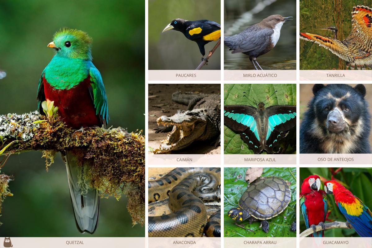 +70 animales de la selva - Tropical, peruana, amazónica y misionera con ...