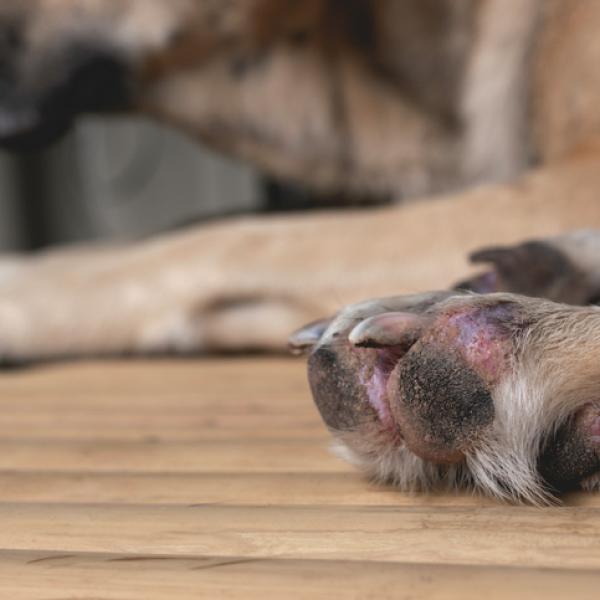 Cómo Trato A Mis Perros Con La Pata Infectada