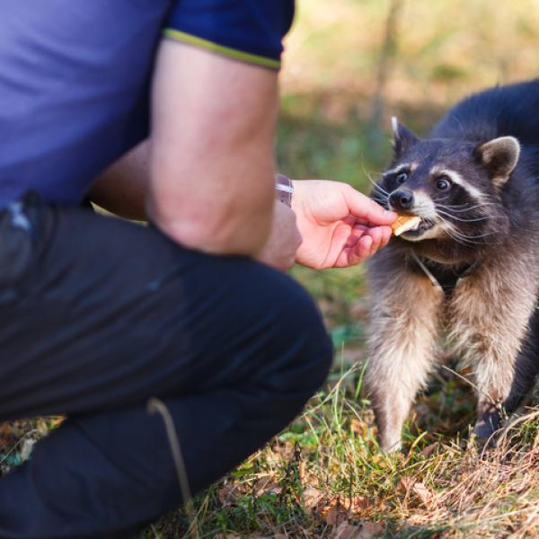 Se Pueden Criar Mapaches Y Perros