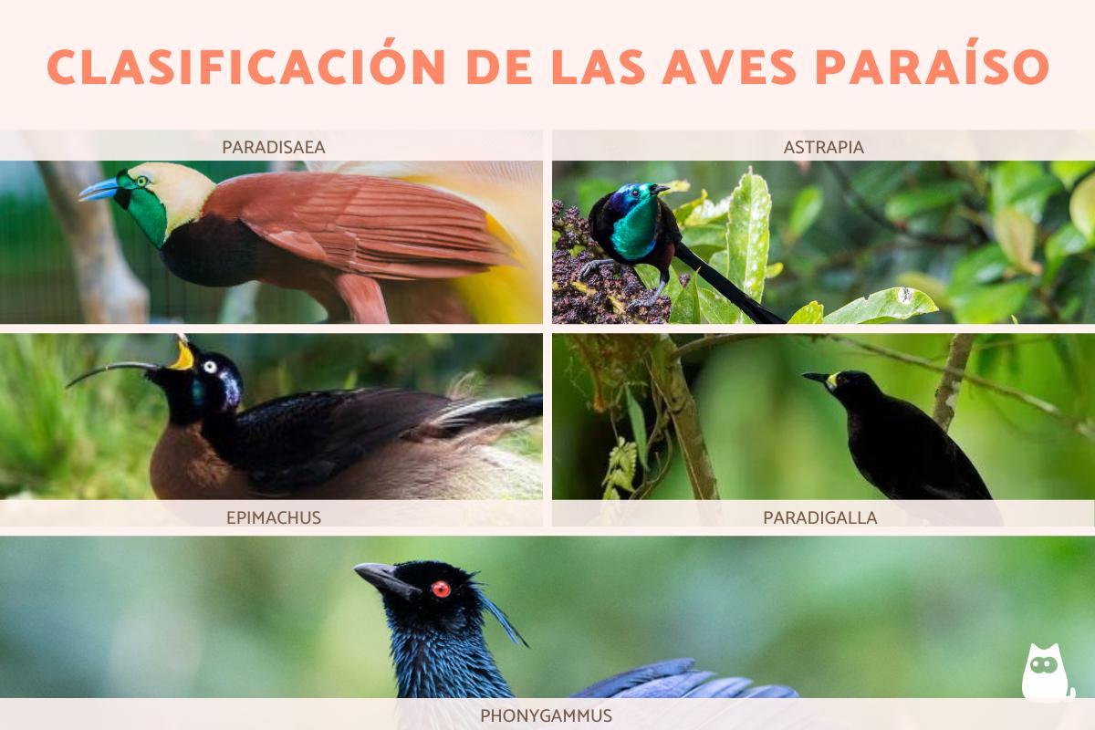 Aves del paraíso - Tipos y características