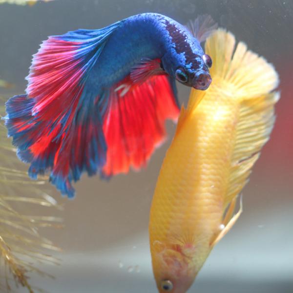Pez Betta Macho Vs Hembra
