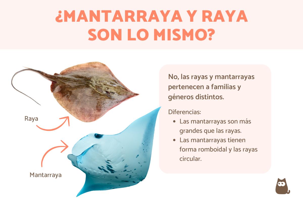 Diferencias entre raya y mantarraya (con fotos)