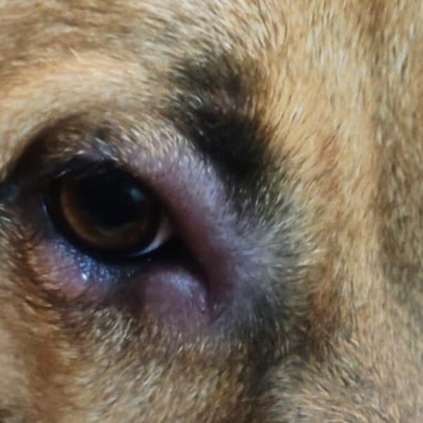Por Qué Se Me Salta El Ojo De Mi Perro