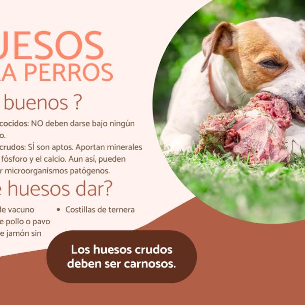 Los Huesos De Vaca Son Seguros Para Los Perros