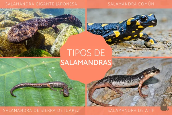 tipos de cryptobranchidae