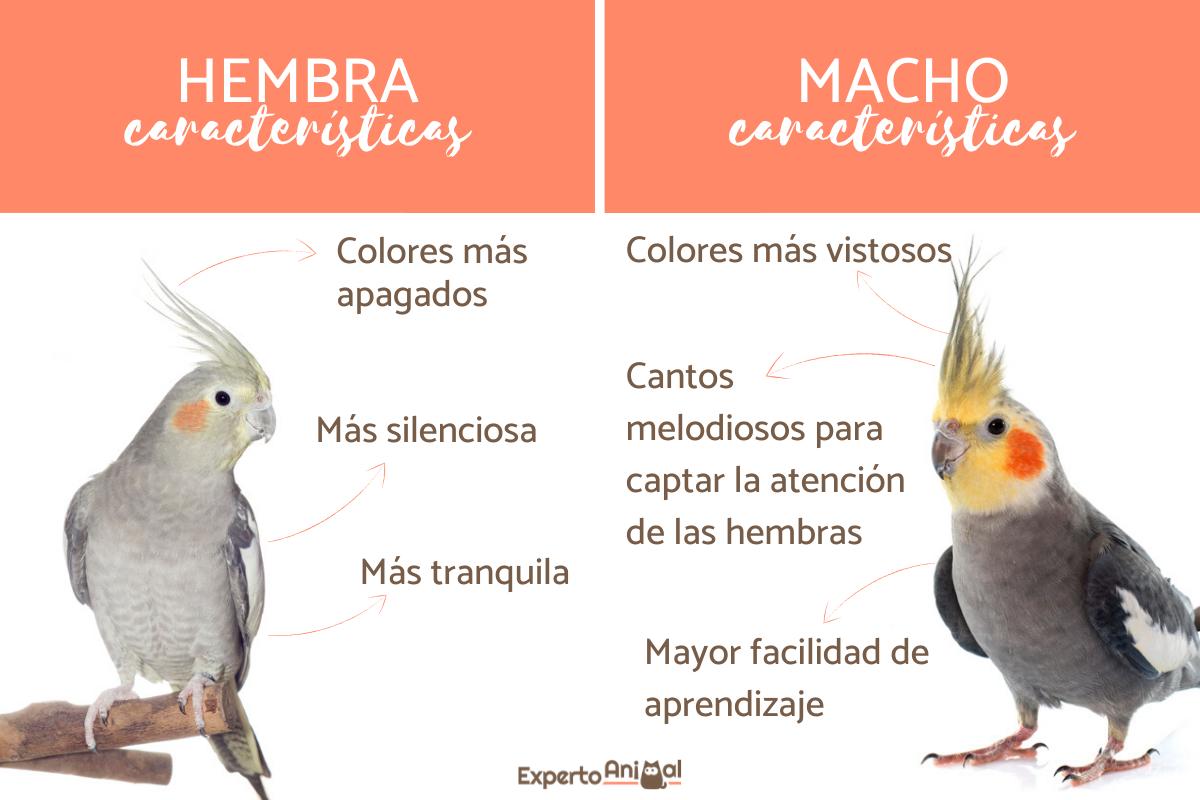 Ninfa macho o hembra - Qué es mejor y diferencias