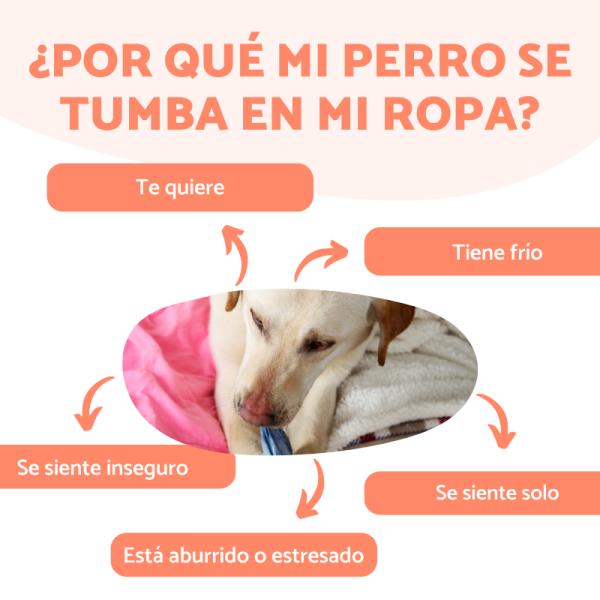 Por Qué A Los Perros Les Gusta Dormir Sobre Tu Ropa