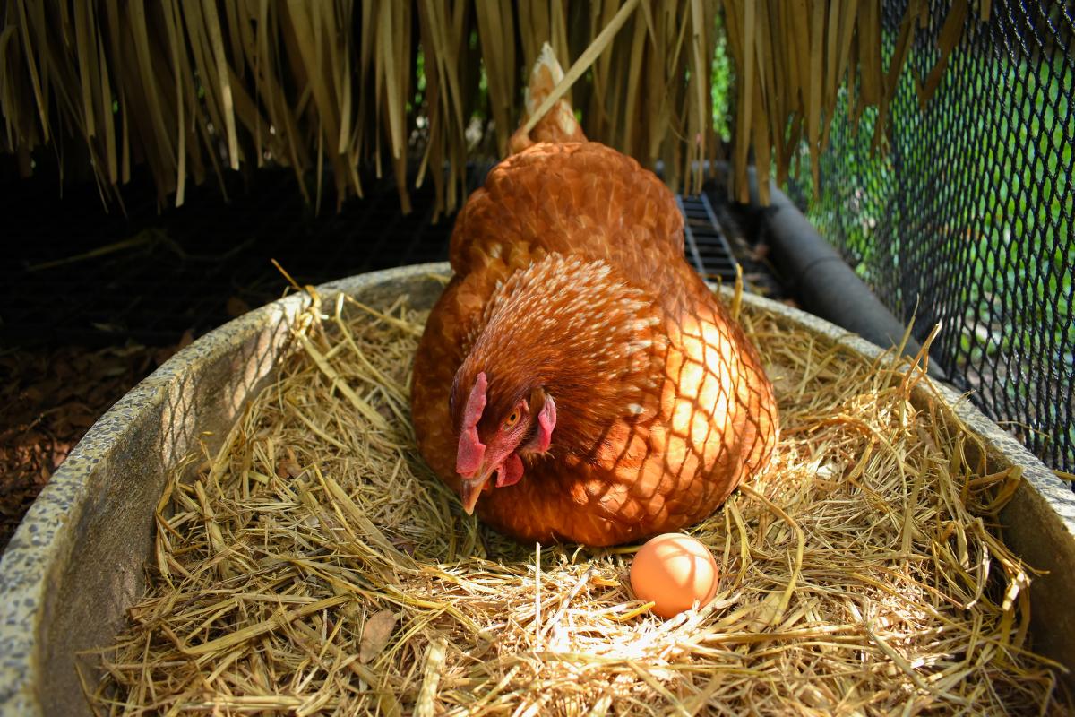 ¿Cada cuánto ponen huevos las gallinas? - GUÍA COMPLETA