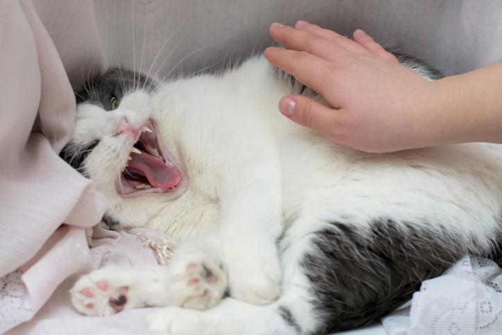 Mi Gato No Me Quiere Por Qué Y Qué Hacer