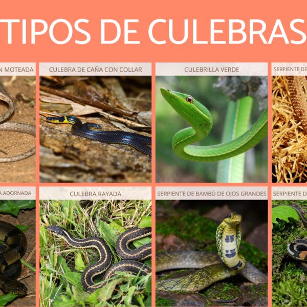 Serpiente Verde Serpientes Animales