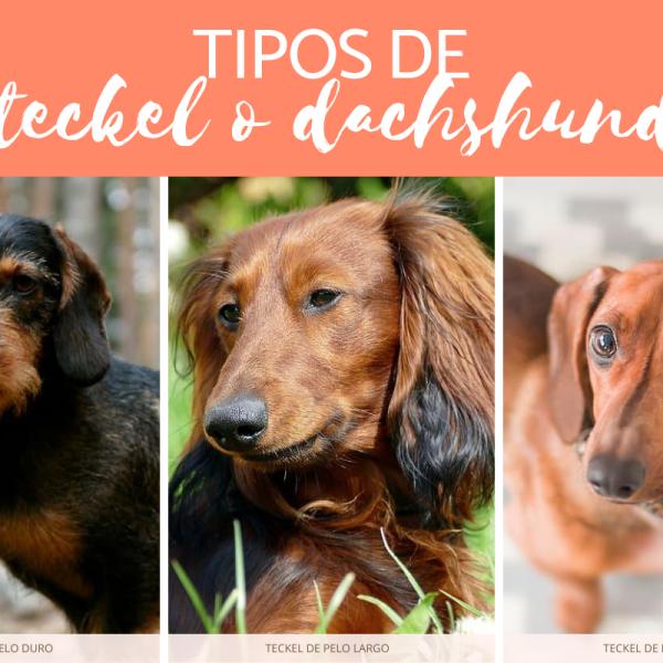 Cachorros De Teckel Miniatura De Color Rojo Teckel Miniatura Cachorros