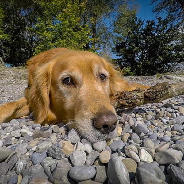 Por Qué Mi Cachorro Come Piedras