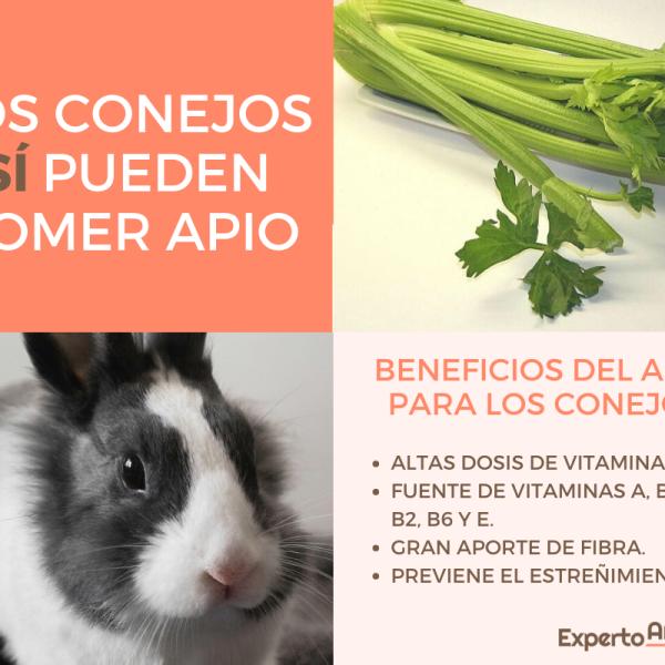Pueden Los Perros Comer Apio Crudo