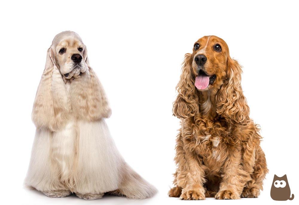 Diferencias Entre Cocker Spaniel Ingls Y Cocker Americano Cocker
