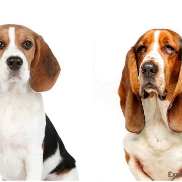 Son Inteligentes Basset Hound