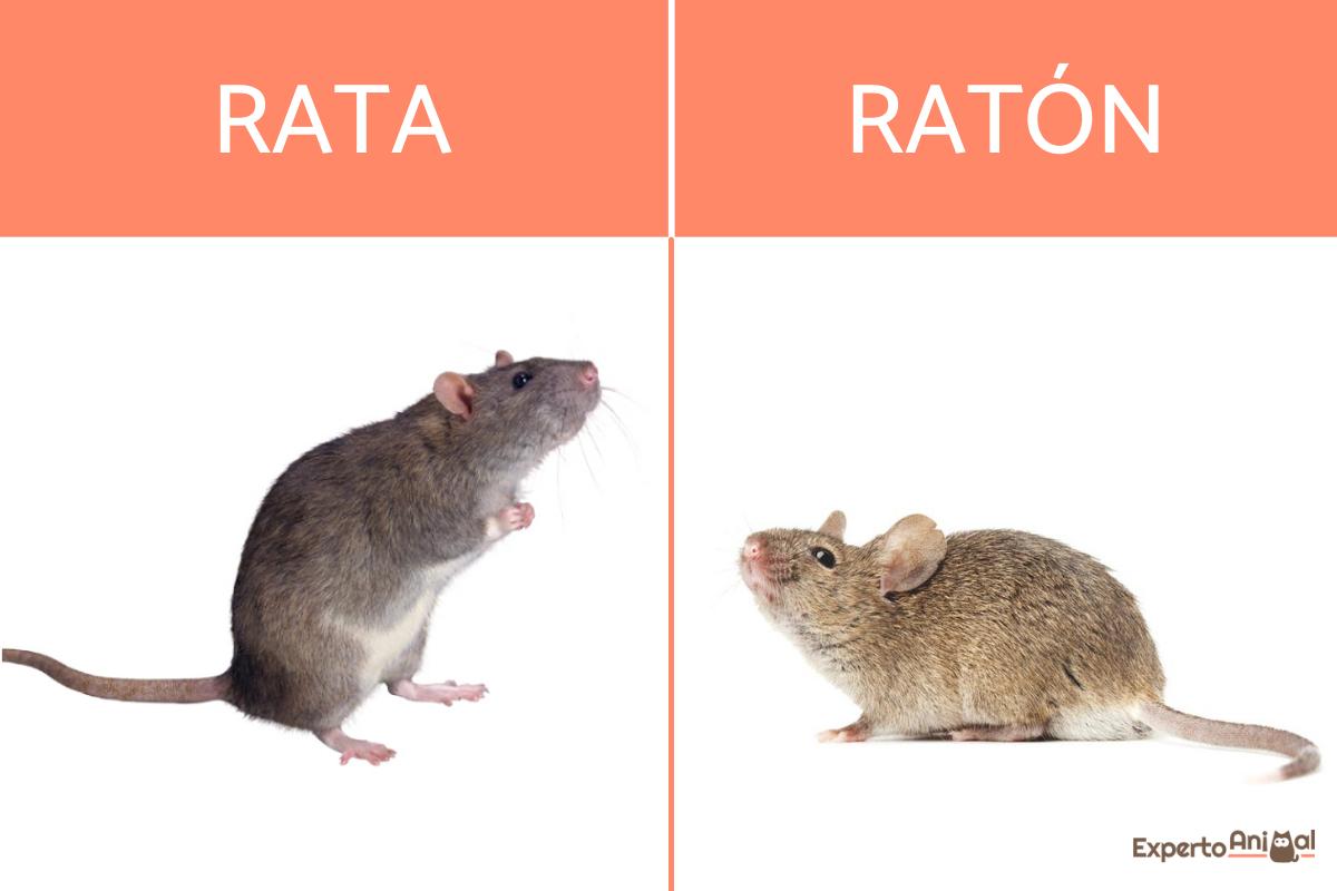 Diferencia entre rata y ratón - Características y FOTOS