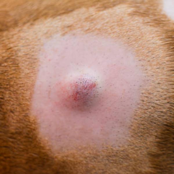 Qué Causa Los Quistes De Perro