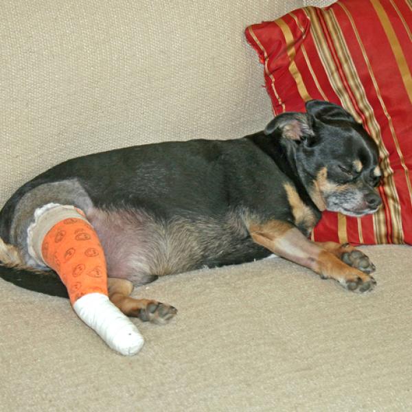 Cuanto Cuesta Una Cirugia De Ligamento Cruzado Anterior Para Un Perro