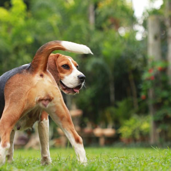 Por Qué La Zona íntima De Mi Perra Está Hinchada