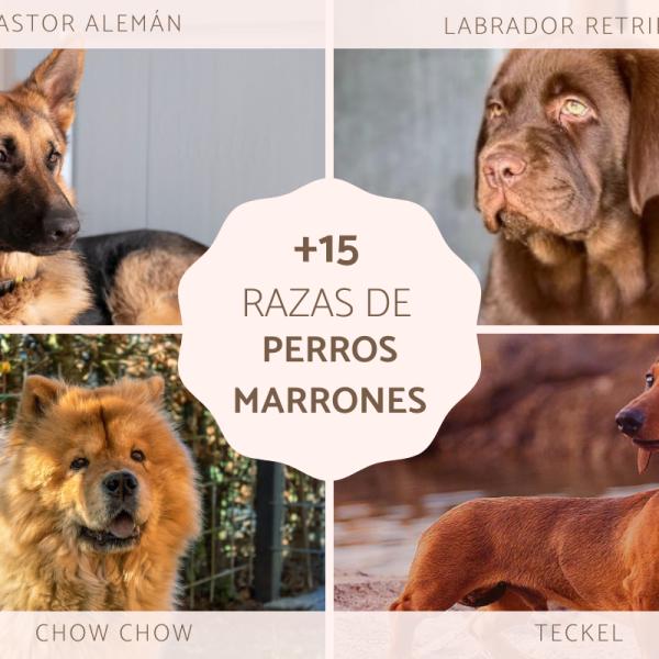 Los Perros Tienen Un Color Favorito