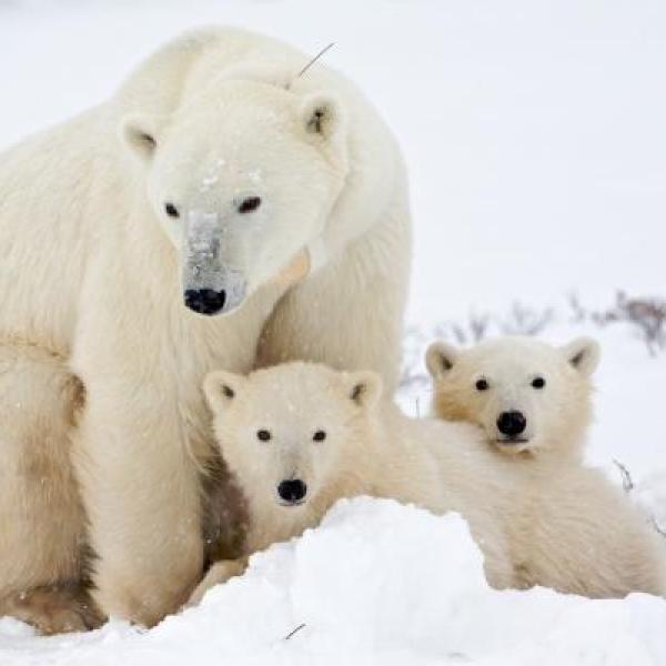 Familia De Osos Polares