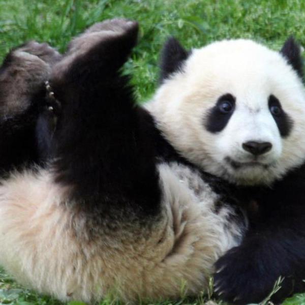 Animales Adorables Del Oso Panda Lindo Oso Panda Acuarela Sosteniendo