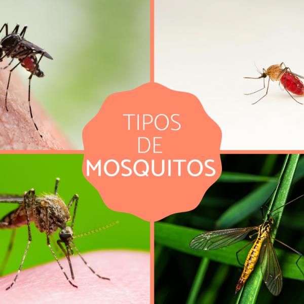 Identificación De Mosquitos Cómo Funciona 'Mosquito Alert': La App