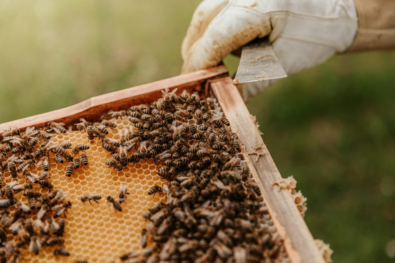 Guía para empezar en apicultura - Cómo criar abejas