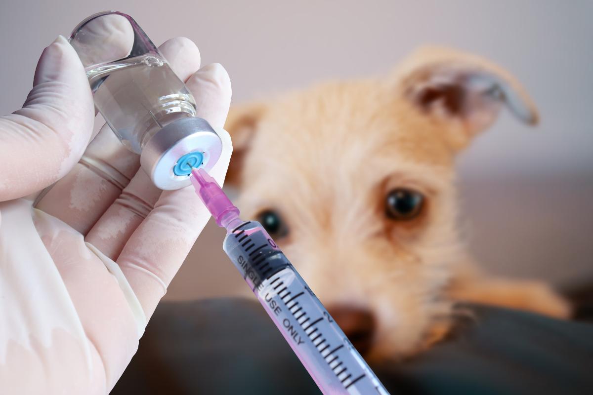 Las vacunas esenciales para tu perro o gato: ¿por qué son indispensables?