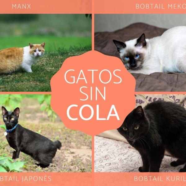 Gato Manx Sin Pelo Gato Manx: Raza Sin Cola, Cuidados Y
