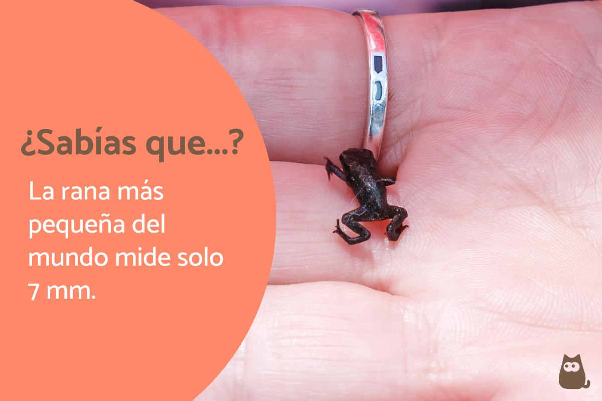 20 Curiosidades de las ranas que no conocías - ¡Sorpréndete!