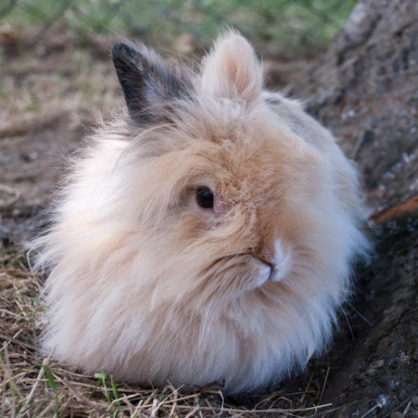 Conejo Angora Francés Curiosidades Y Cuidados Del Conejo De Angora