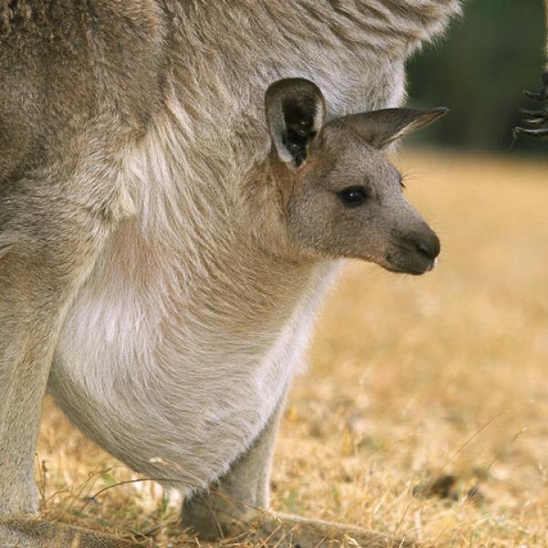 Anatomia Del Marsupio Del Canguro EN VIVO | 15/12/24 FM103.1 AM880