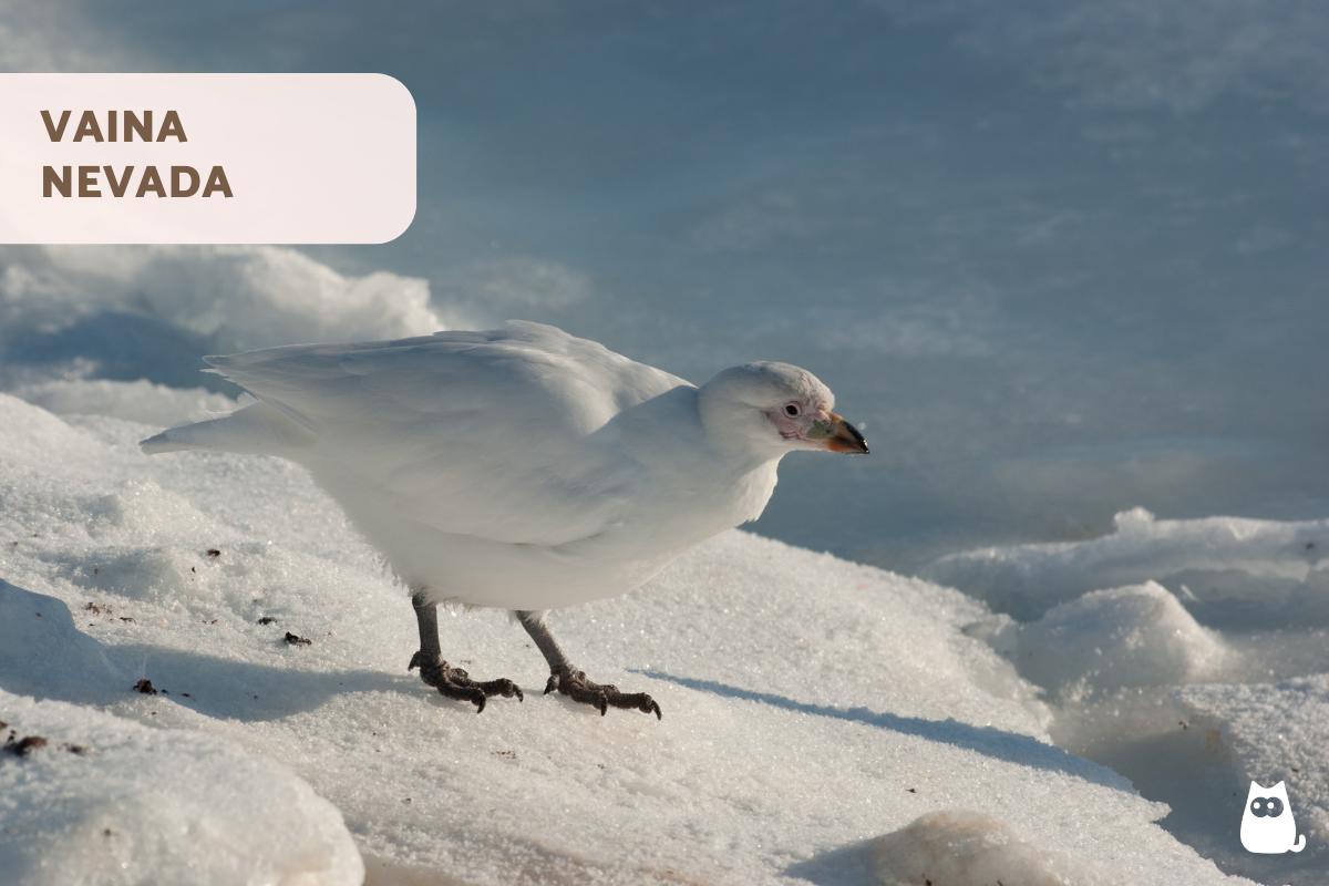 30 Animales del Polo Sur - ¡Imágenes y nombres!