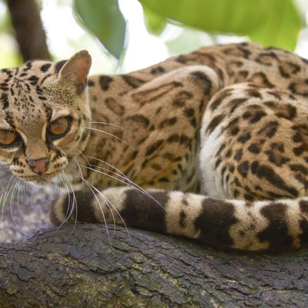 ocelote