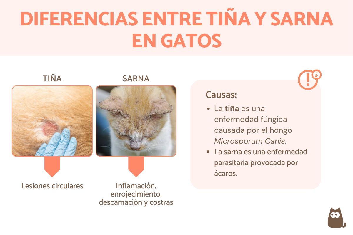 Diferencias entre tiña y sarna en gatos (con fotos)