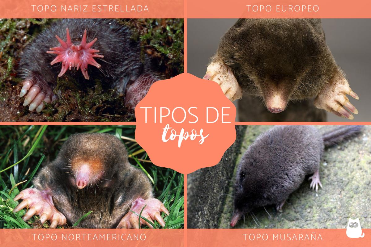 TIPOS de TOPOS - Características y ejemplos